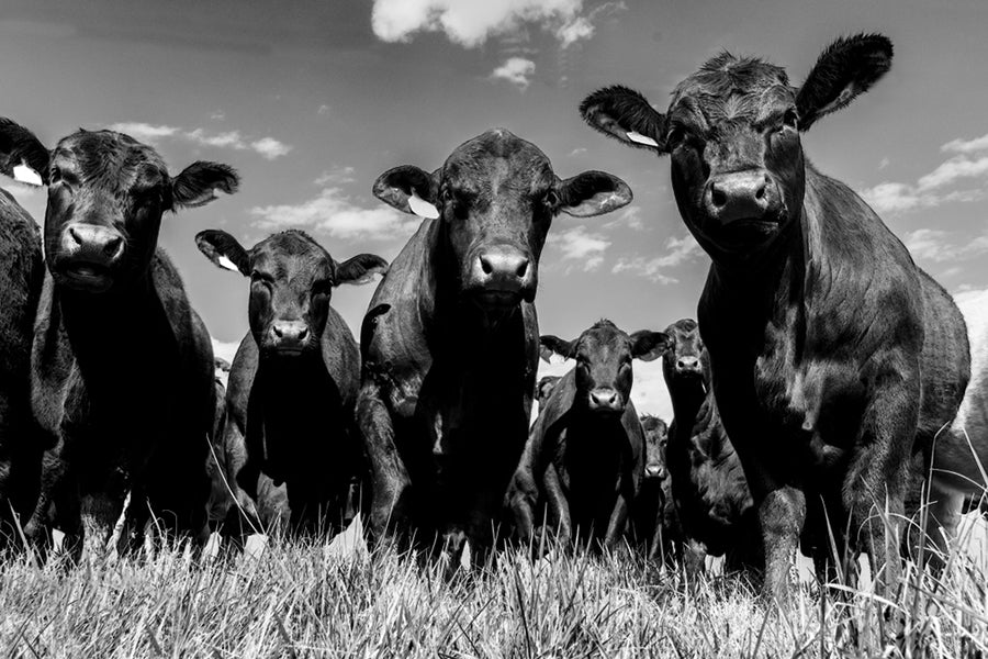 BLACK ANGUS FRIDAY – Callison Ranch